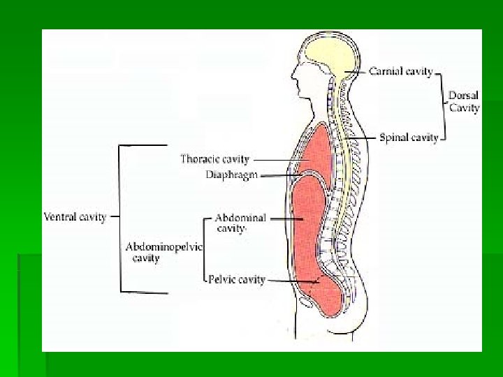 Introduction Orientation to the Human Body Anatomy Field