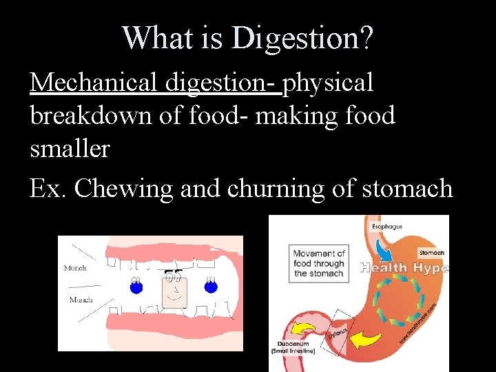 Unit III The Digestive System and The Excretory