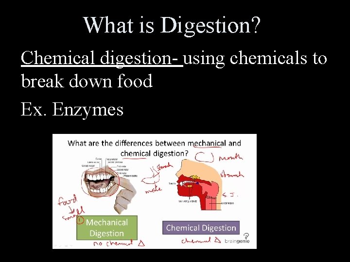 Unit III The Digestive System and The Excretory