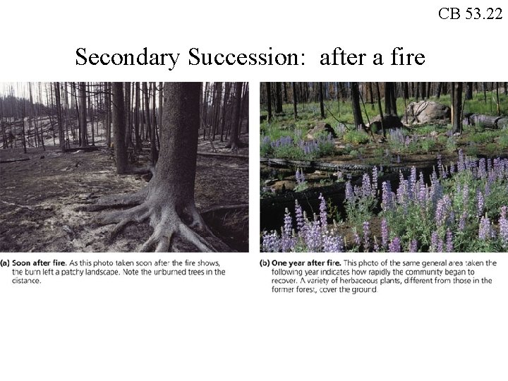 Succession How does biodiversity occur Exam 4 W