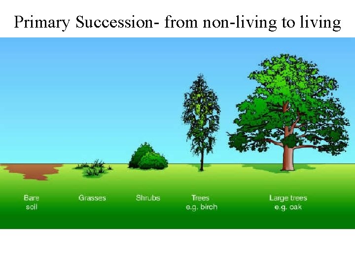 Succession How does biodiversity occur Exam 4 W