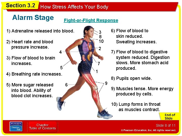 Section 3 2 How Stress Affects Your Body