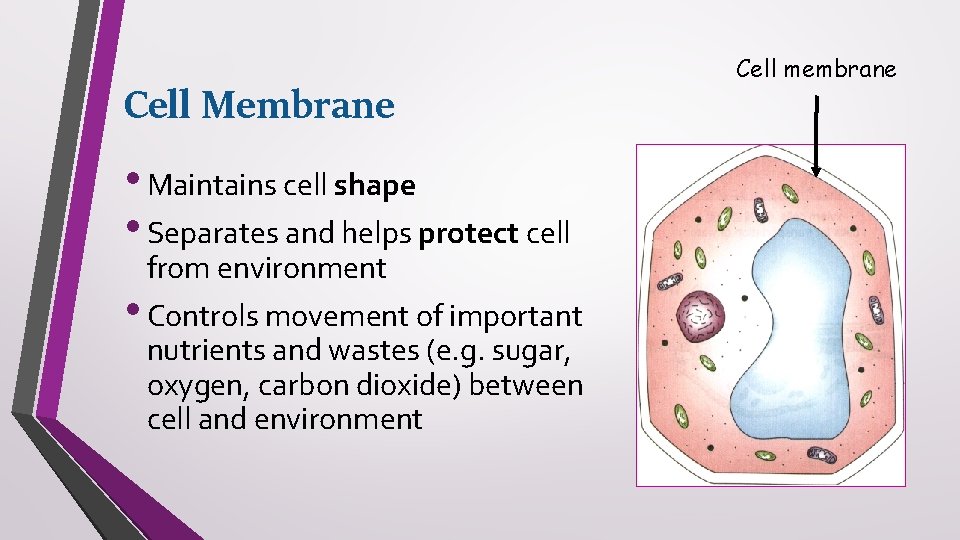 Topic 1 3 How are cells different from