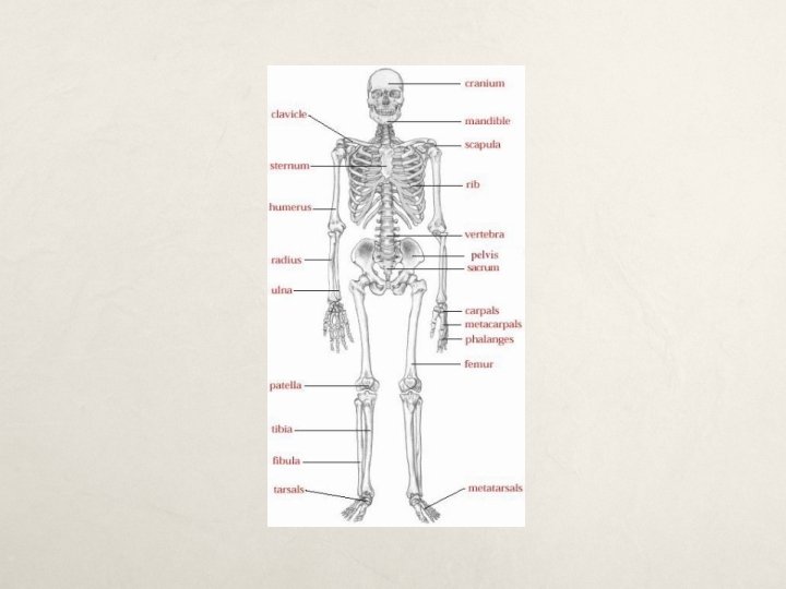 Anatomie Fysiologie Les 1 The body is a