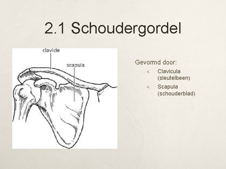 Anatomie Fysiologie Les 1 The body is a