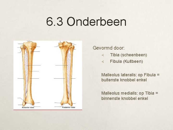 Anatomie Fysiologie Les 1 The body is a