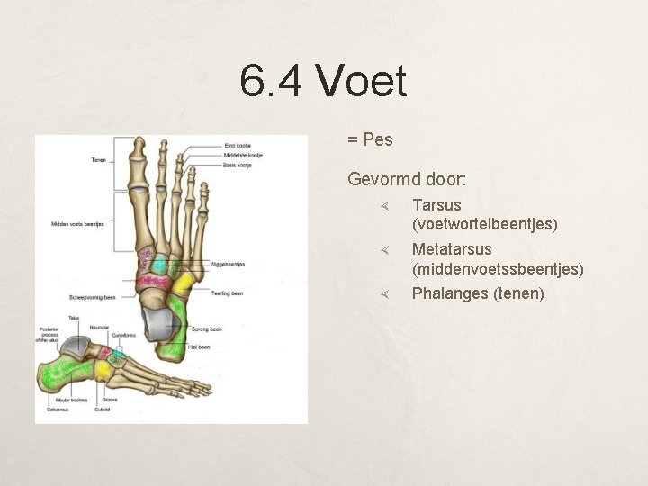 Anatomie Fysiologie Les 1 The body is a