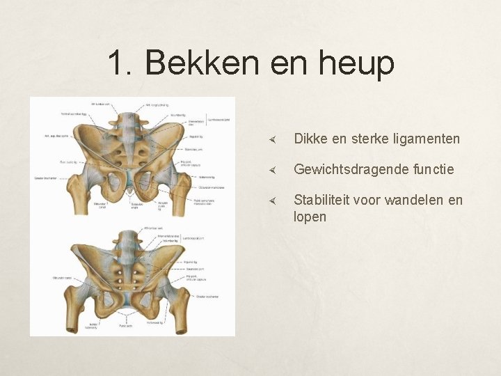 Anatomie Fysiologie Les 1 The body is a