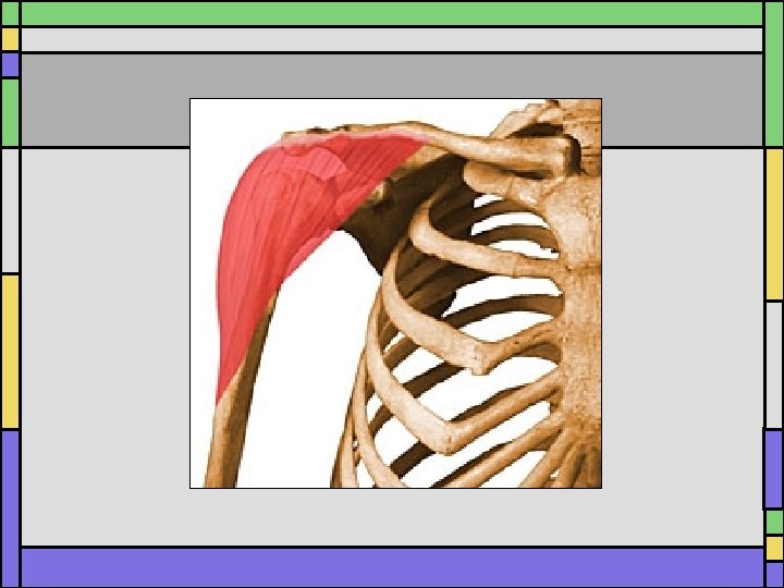 The Shoulder Joint Muscles of the Shoulder Joint