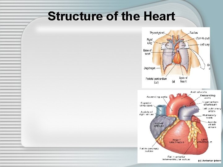 Anatomy Physiology Chapter 9 Cardiovascular system Waggy Key