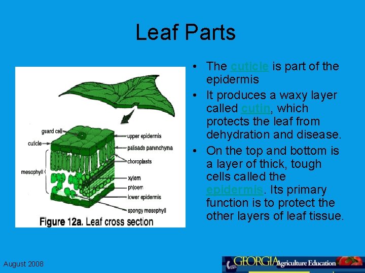 Plant Morphology By Holly Nee Smith Stephanie Gilliam