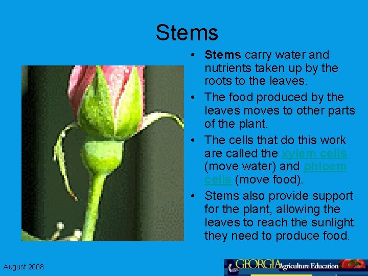 Plant Morphology By Holly Nee Smith Stephanie Gilliam