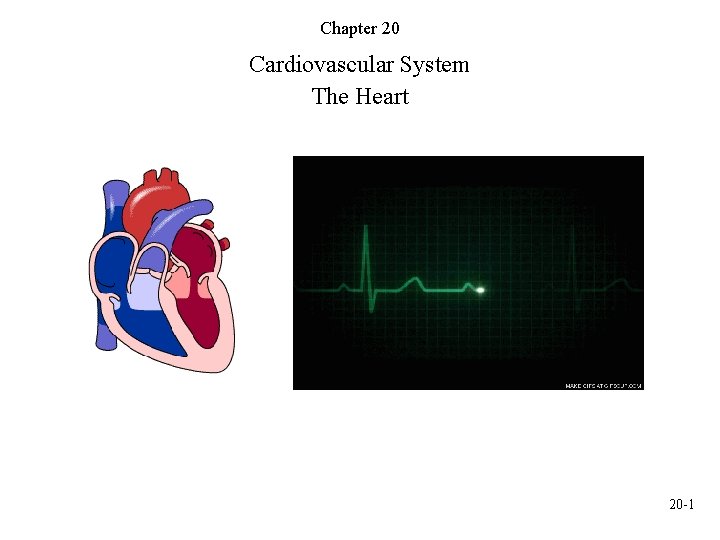 Chapter 20 Cardiovascular System The Heart 20 1