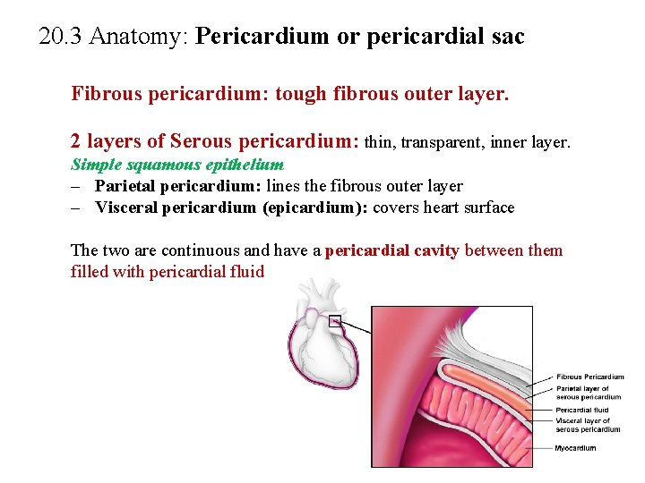 Chapter 20 Cardiovascular System The Heart 20 1