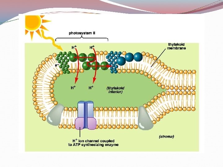 PRESENTATION ON PHOTOSYNTHESIS PHOTOSYNTHESIS An anabolic endergonic carbon