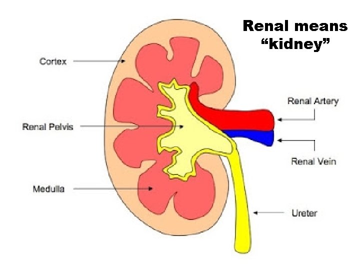 Excretion AP Biology Ms Day Waste disposal n