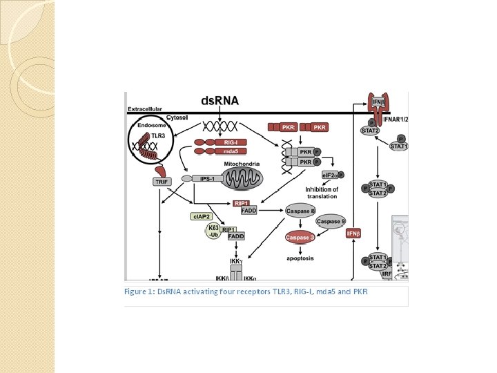 Signaling Pathways Produced By Combining Ds RNA with