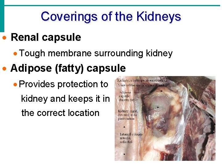 Anthonys Textbook of Anatomy Physiology Chapter 28 The