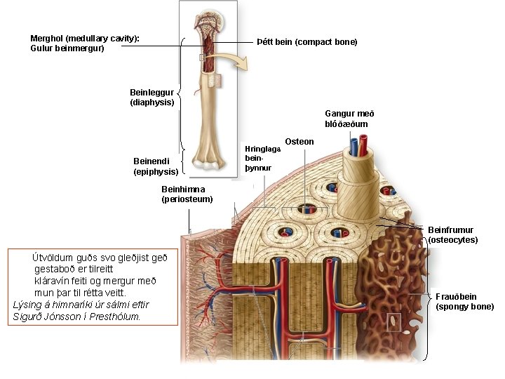 Vva og beinakerfi musculoskeletal system 19 1 og