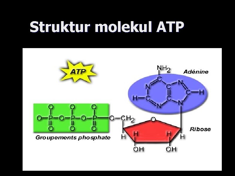 Metabolisme Kegunaan energi kimia dalam sel BIOSINTESIS n