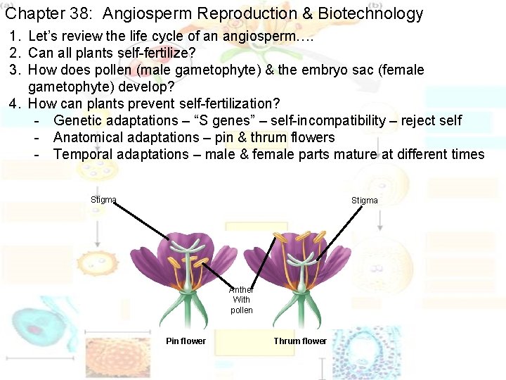 Chapter 38 Angiosperm Reproduction 1 The life cycle