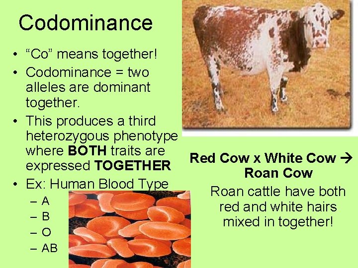 NotsoSimple Inheritance Patterns Remember Genes are sections of