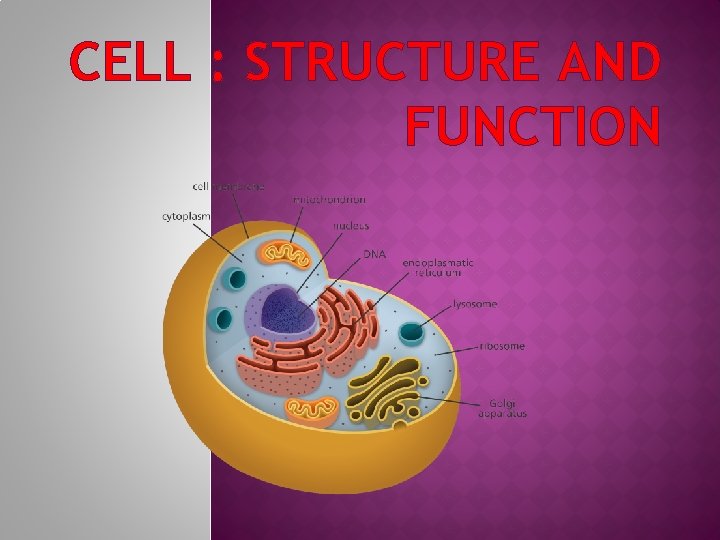 CELL STRUCTURE AND FUNCTION INTRODUCTION The cell is