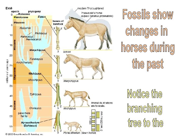 Species A group of similar organisms that can