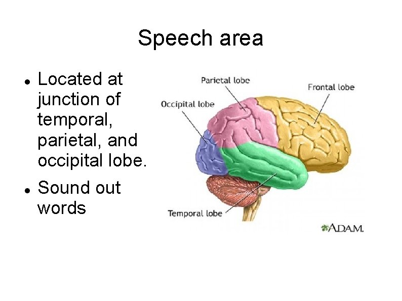Parts of the brain Four Major Regions Cerebral