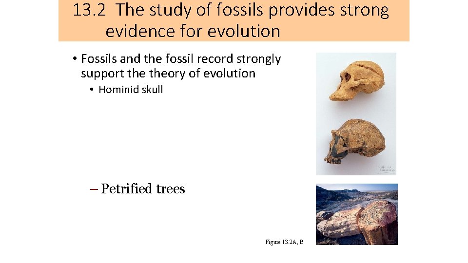 Evolution Central theme of Biology Look at any