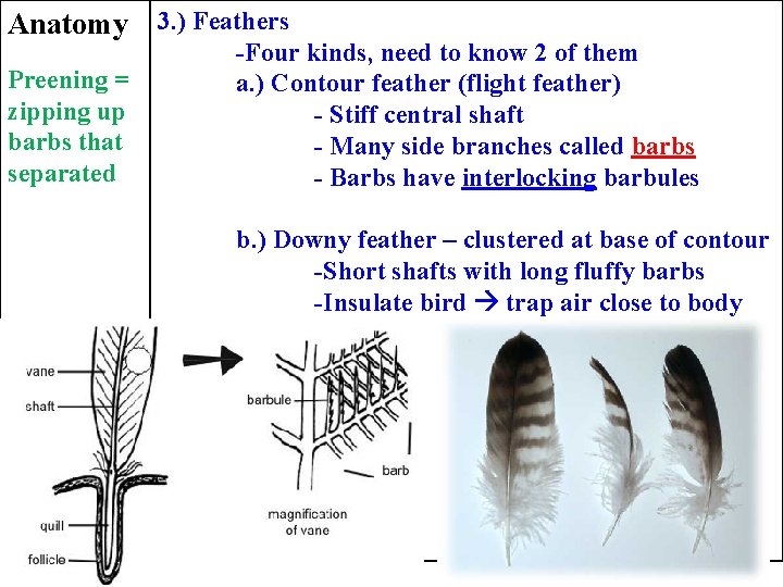 Bird Anatomy Notes Anatomy 1 Bones Hollow but