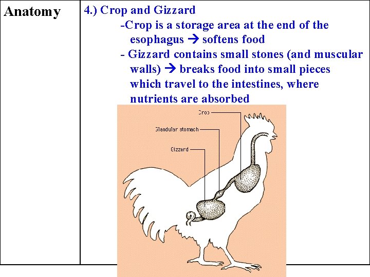 Bird Anatomy Notes Anatomy 1 Bones Hollow but