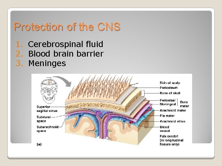 Head and Face Injuries Anatomy and Select Facial