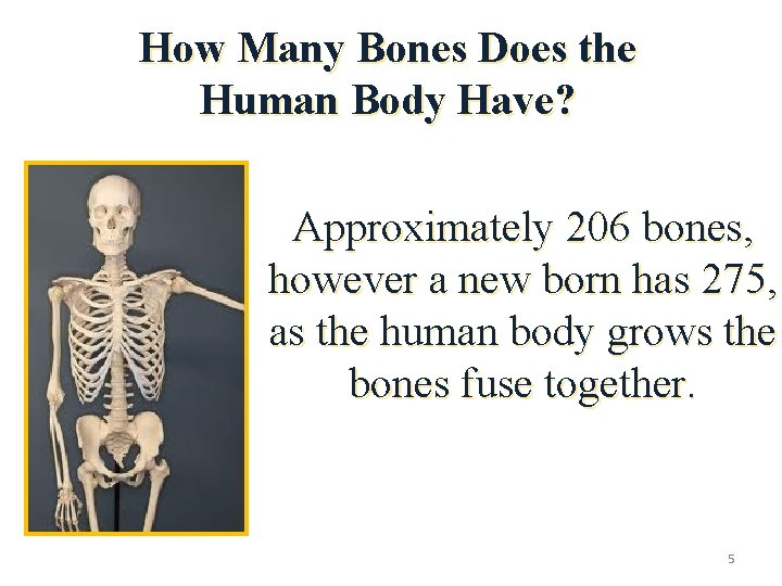 THE HUMAN BODY The Skeletal Muscular Organ Systems