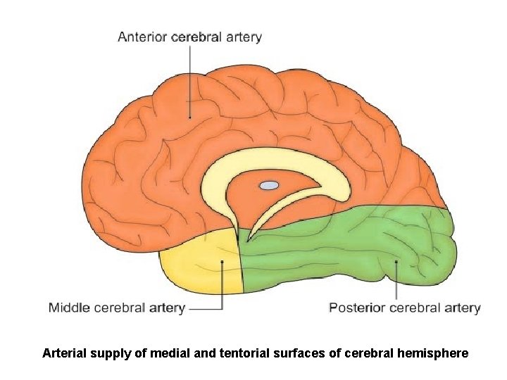 Blood Supply of Brain ARTERIES OF BRAIN 4