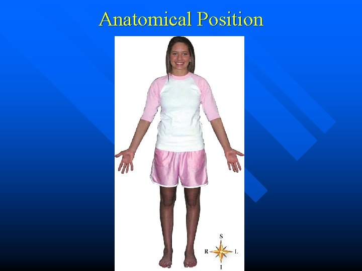 Objectives n n n n Compare terms anatomy