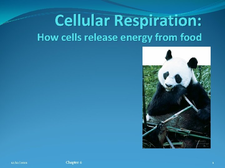 Cellular Respiration How cells release energy from food