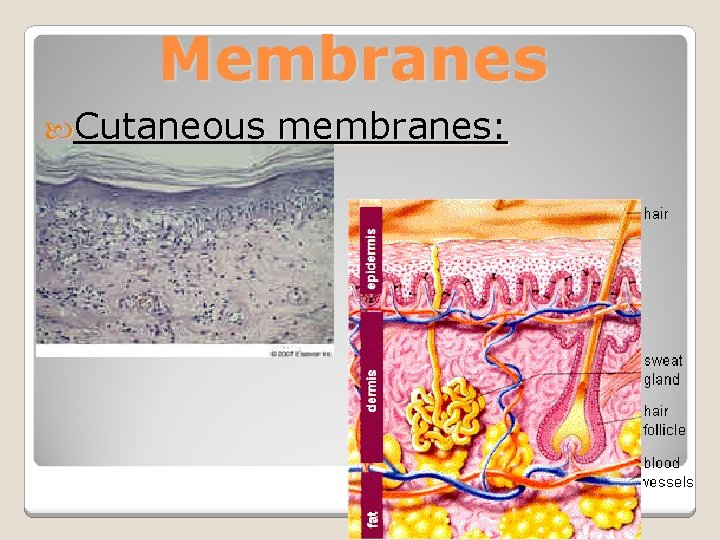 Today Essential Question and Activities Review Yesterdays Lesson