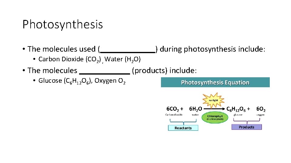 Photosynthesis Bell Ringer Where does most energy come