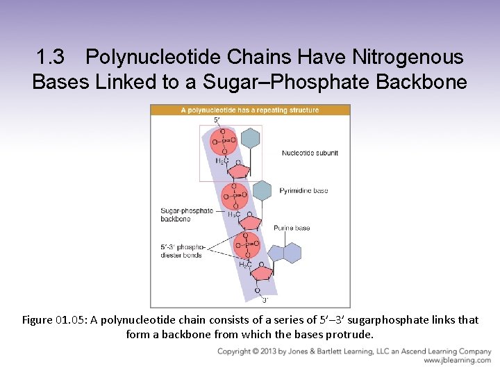 Chapter 1 Genes Are DNA 1 1 Introduction