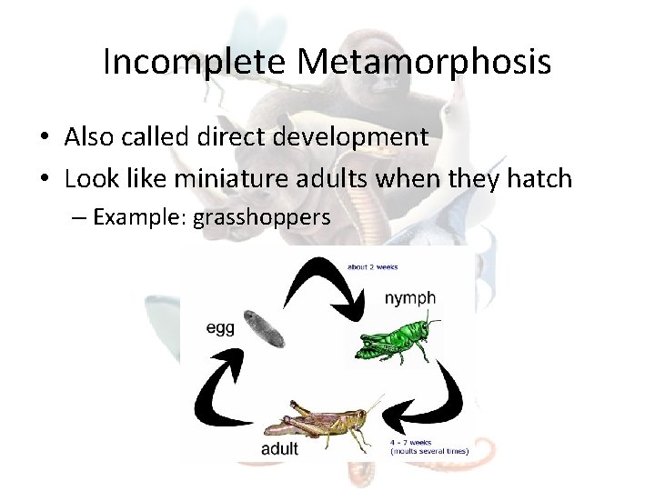 Diversity Genetic Diversity Why is it beneficial to