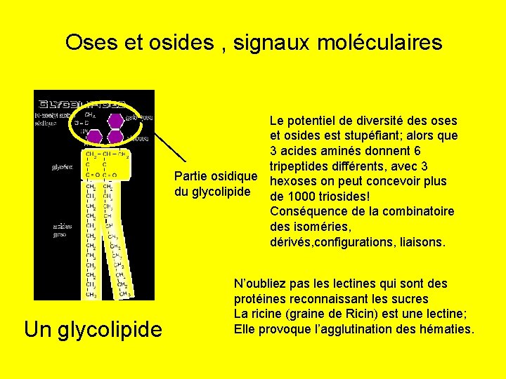 Les biomolcules principales familles de molcules du vivant