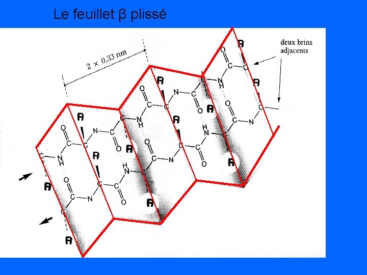 Les biomolcules principales familles de molcules du vivant