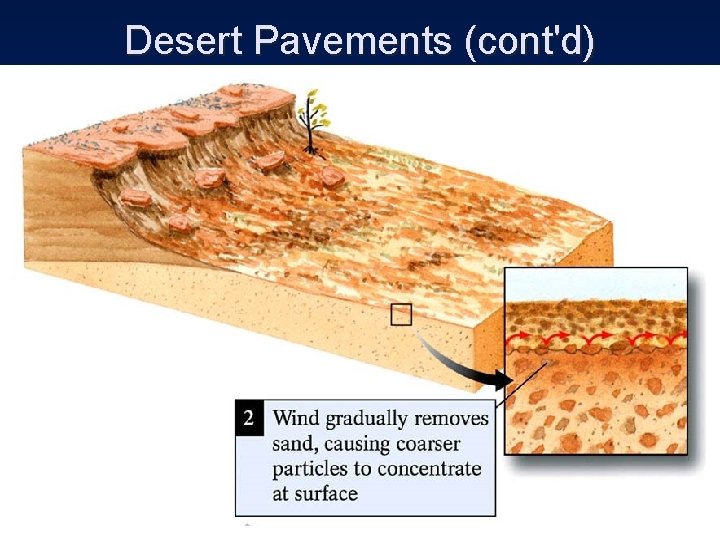Lecture 16 Deserts Definition of Desert A desert