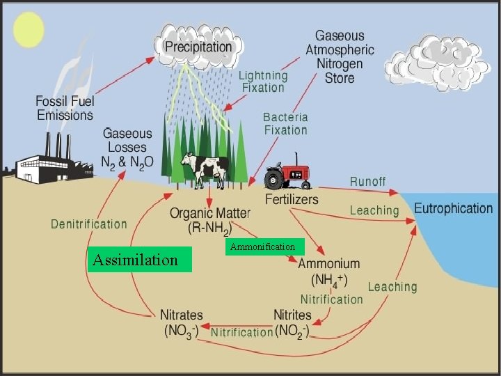 Biogeochemical Cycles The Power Point By Mrs Hopkins