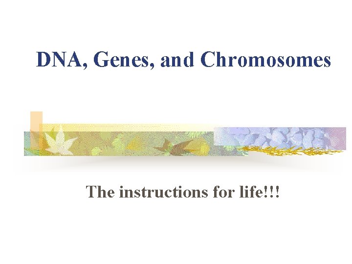 DNA Genes and Chromosomes The instructions for life