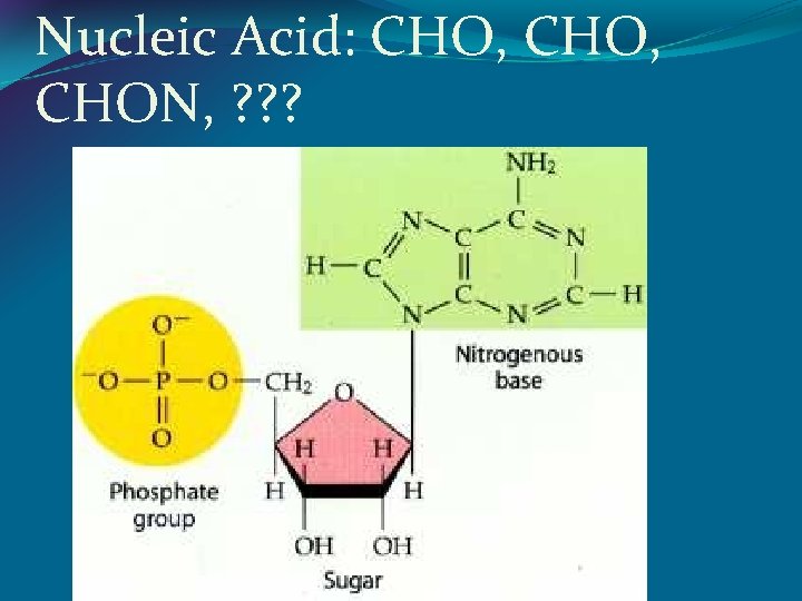 DNA Structure Flashback Wednesday Jan 7 Remember to