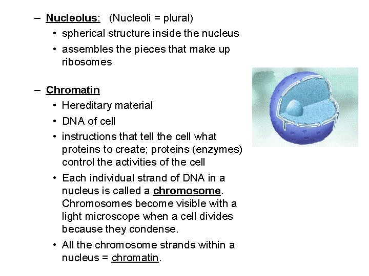 Eukaryotic Cell Structure pages 62 66 organelle membranebound