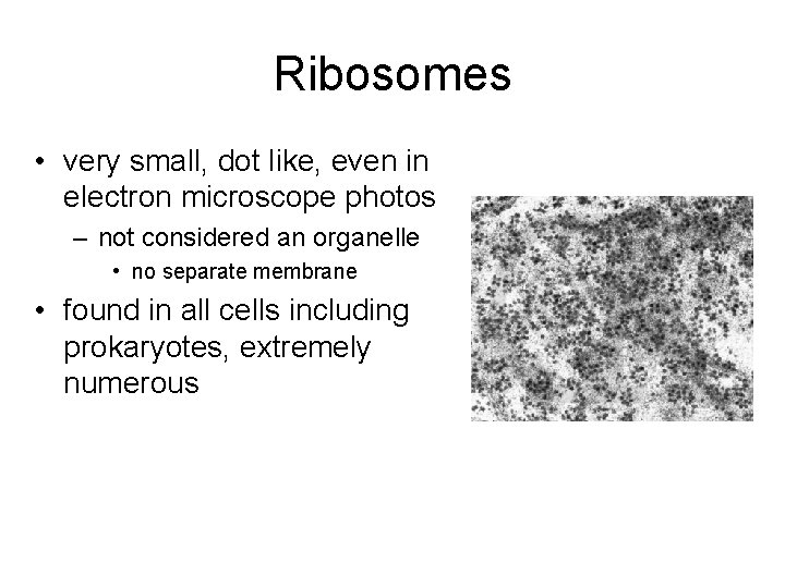 Eukaryotic Cell Structure pages 62 66 organelle membranebound