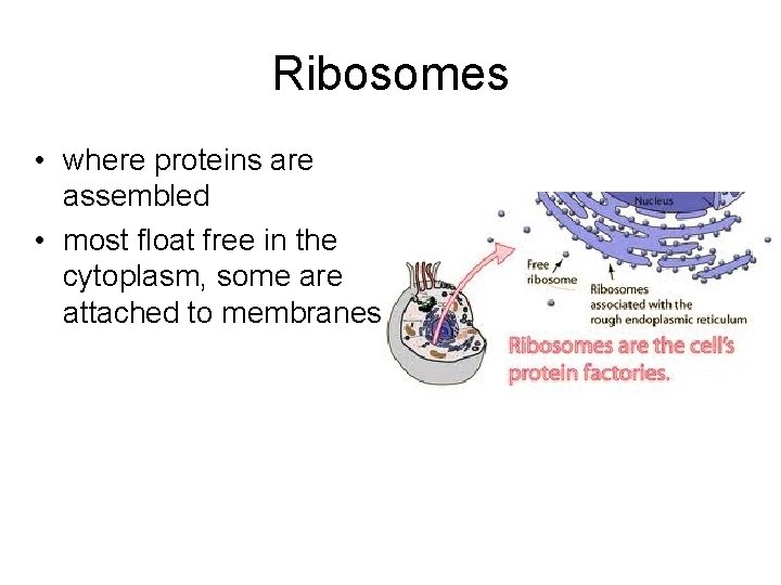Eukaryotic Cell Structure pages 62 66 organelle membranebound